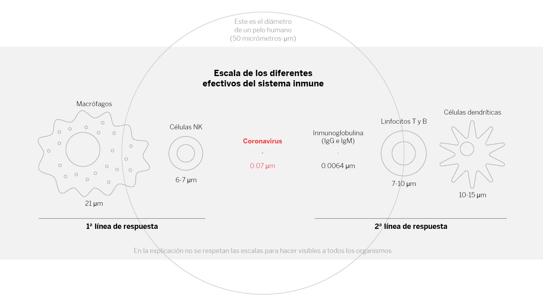 Así es la lucha entre el sistema inmune y el coronavirus | COF León